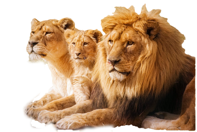 Brf Tre Lejon på Norra Älvstranden – Fasad i svartpatinerad zinkplåt